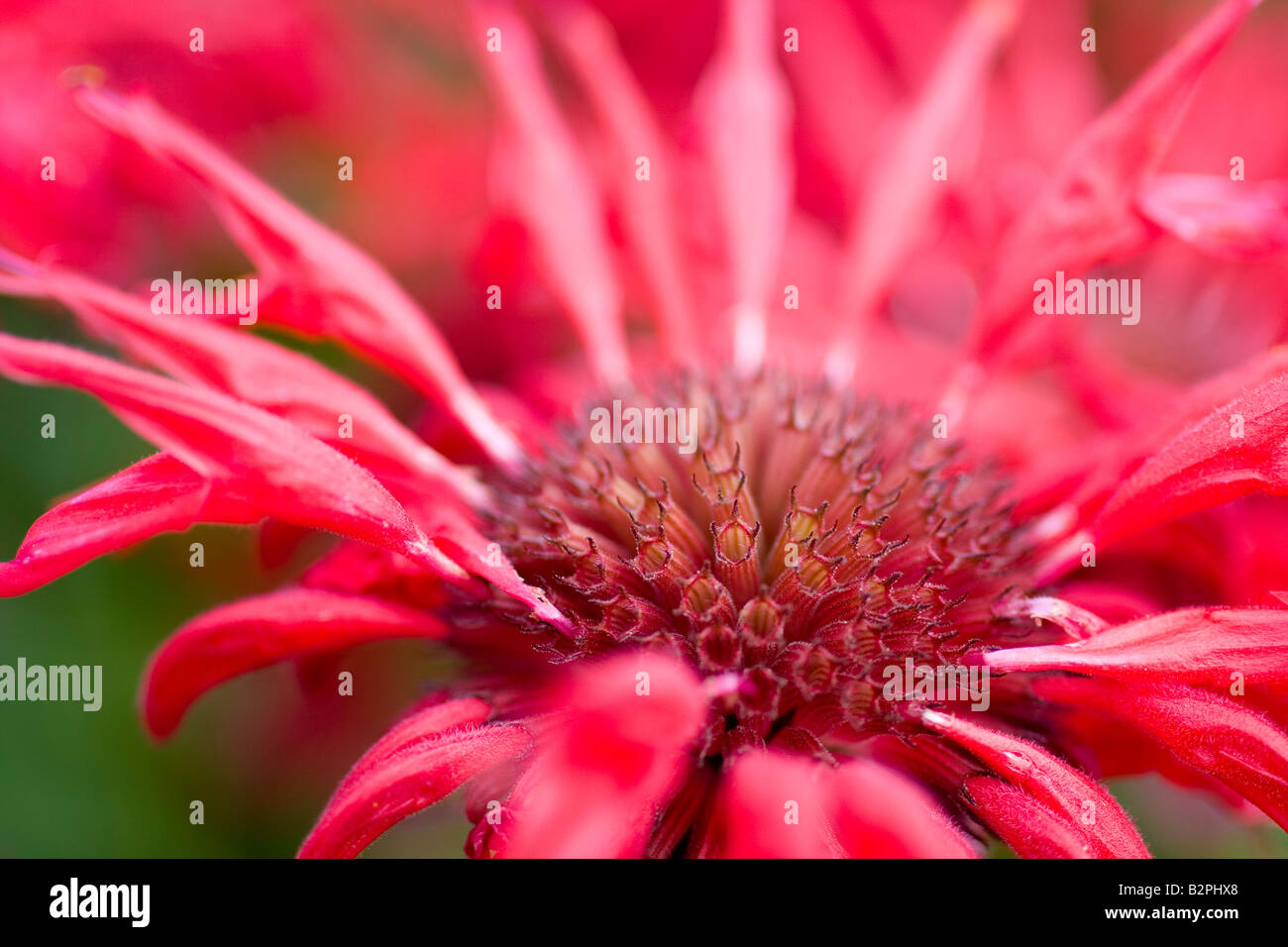 Scarlet flower hi-res stock photography and images - Alamy