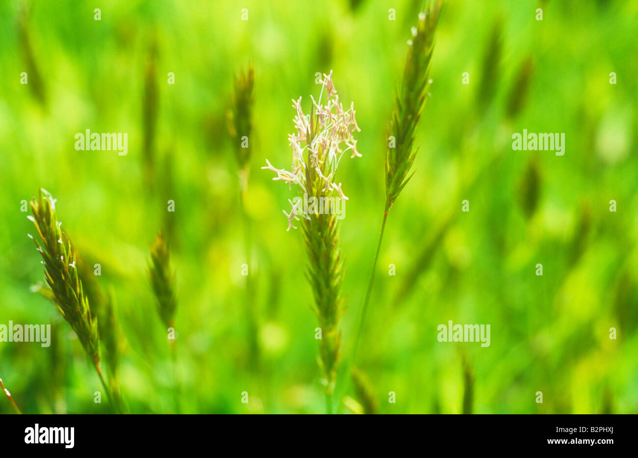 Green field, sweet vernal grass (Anthoxanthum odoratum) Background ...