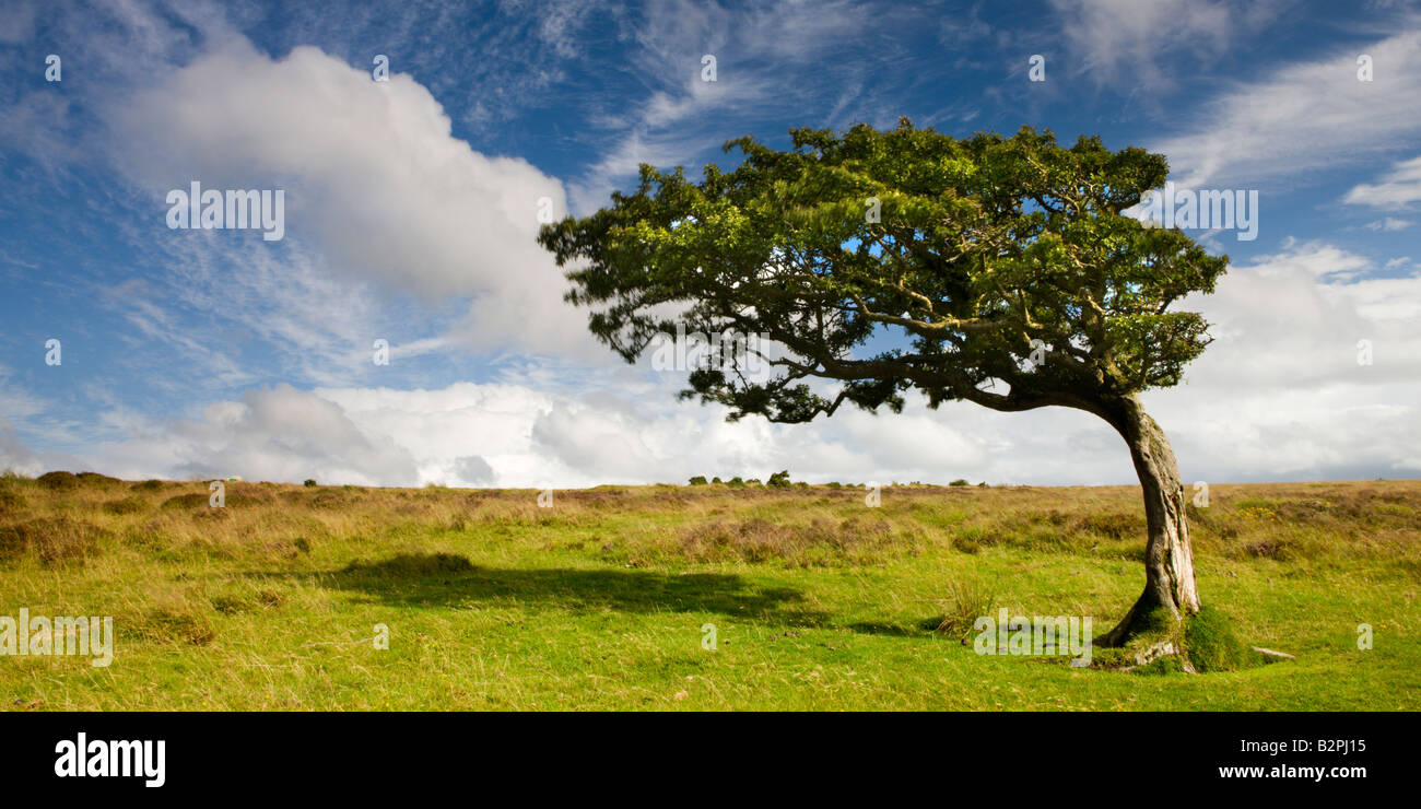 Windswept tree uk hi-res stock photography and images - Alamy