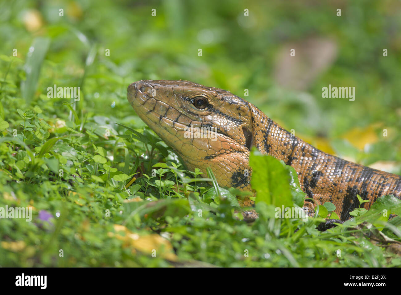 Giant tegu hi-res stock photography and images - Alamy
