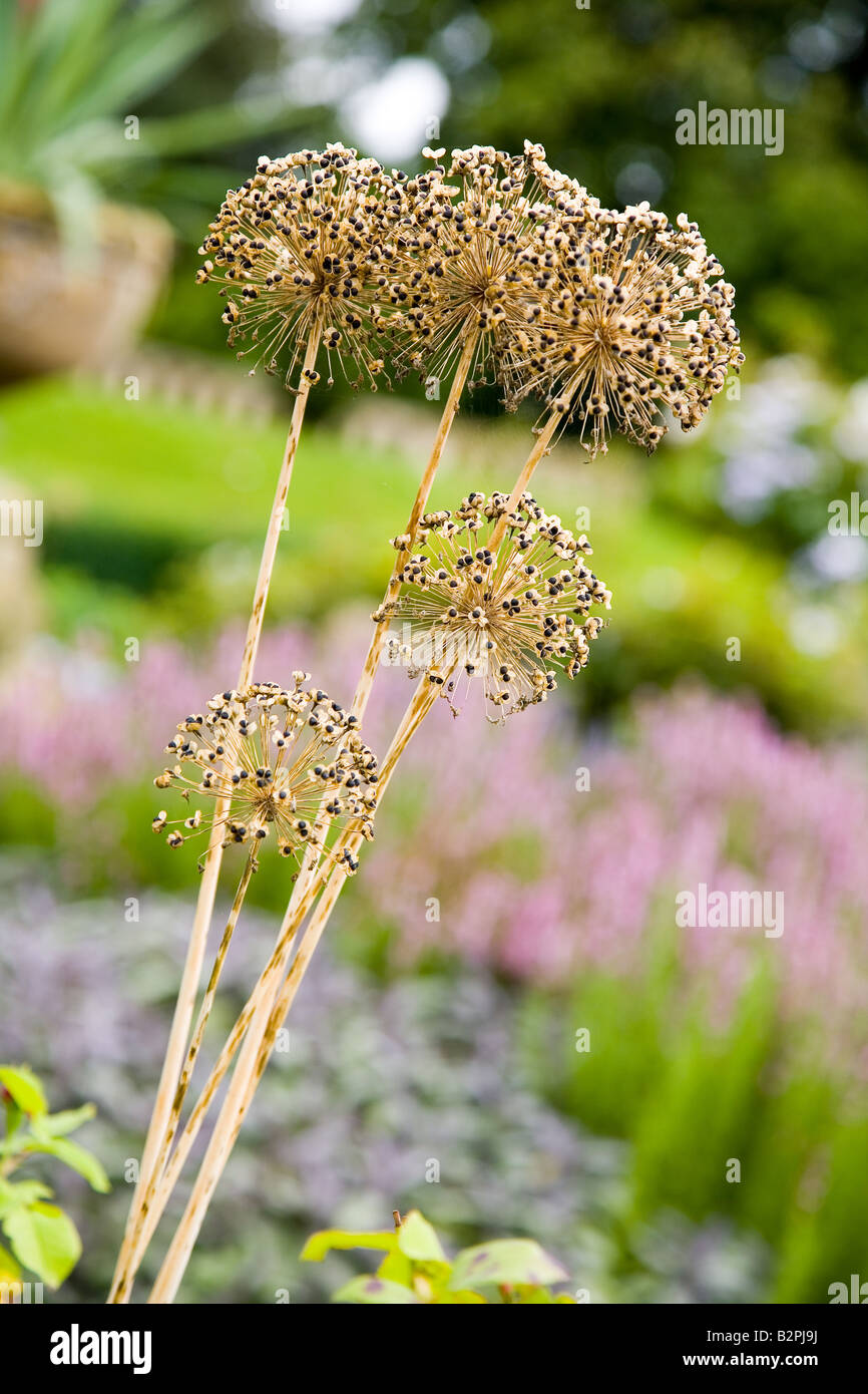 Alium heads hi-res stock photography and images - Alamy