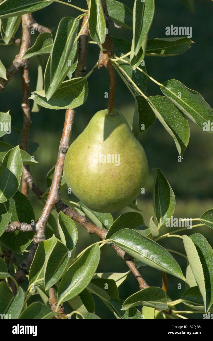 A pear hangs ripening on its tree in an orchard in South Haven Michigan ...