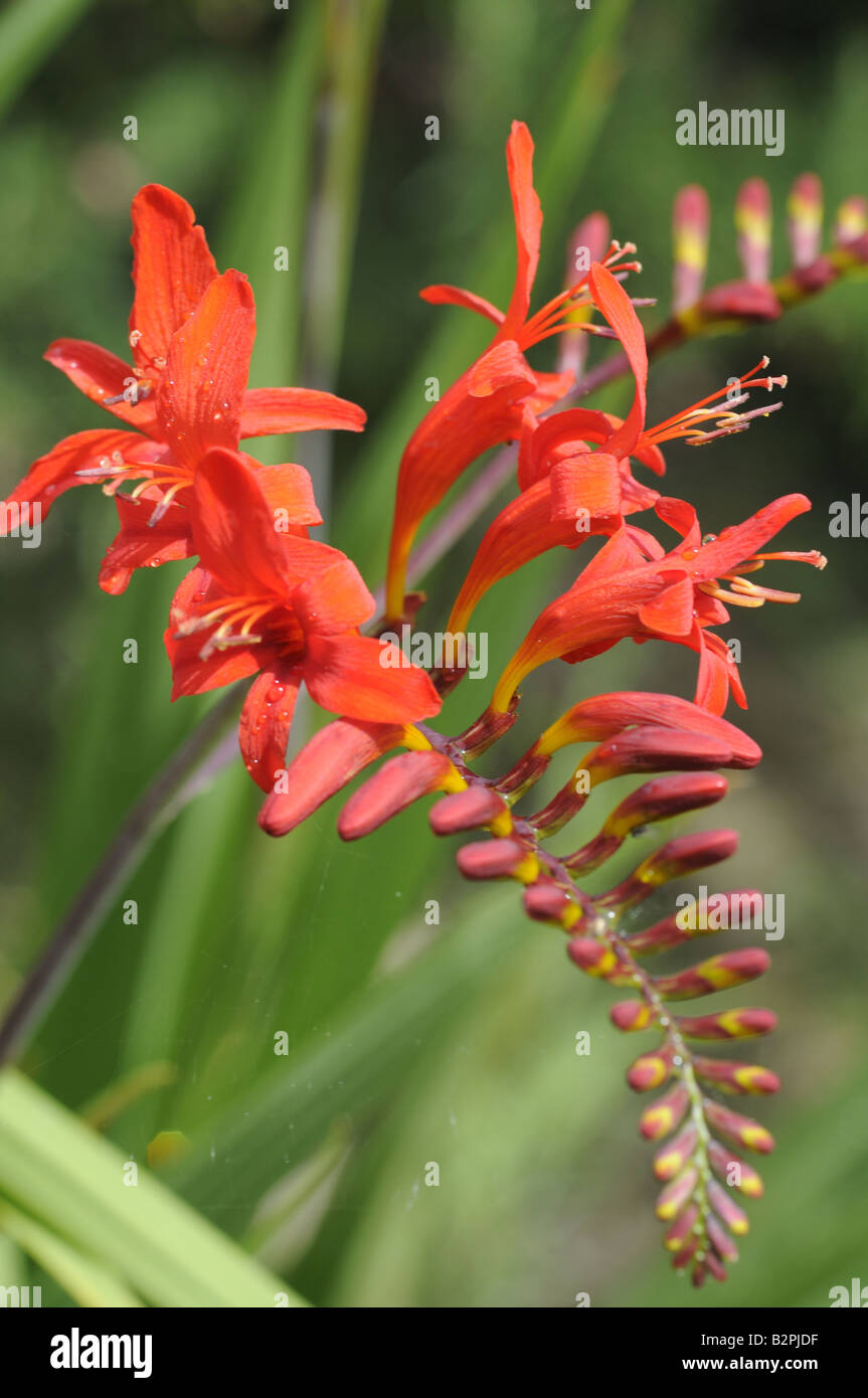 Crocosmia hi-res stock photography and images - Alamy