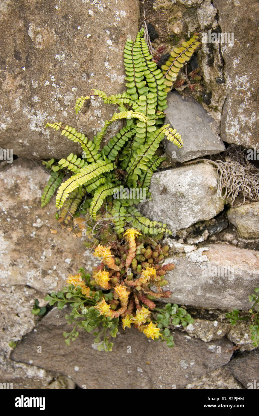 Hardy ferns hi-res stock photography and images - Alamy