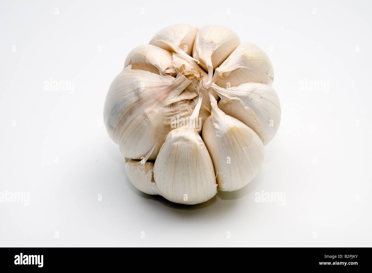 Allium sativum Garlic bulb and cloves on white background Stock Photo ...