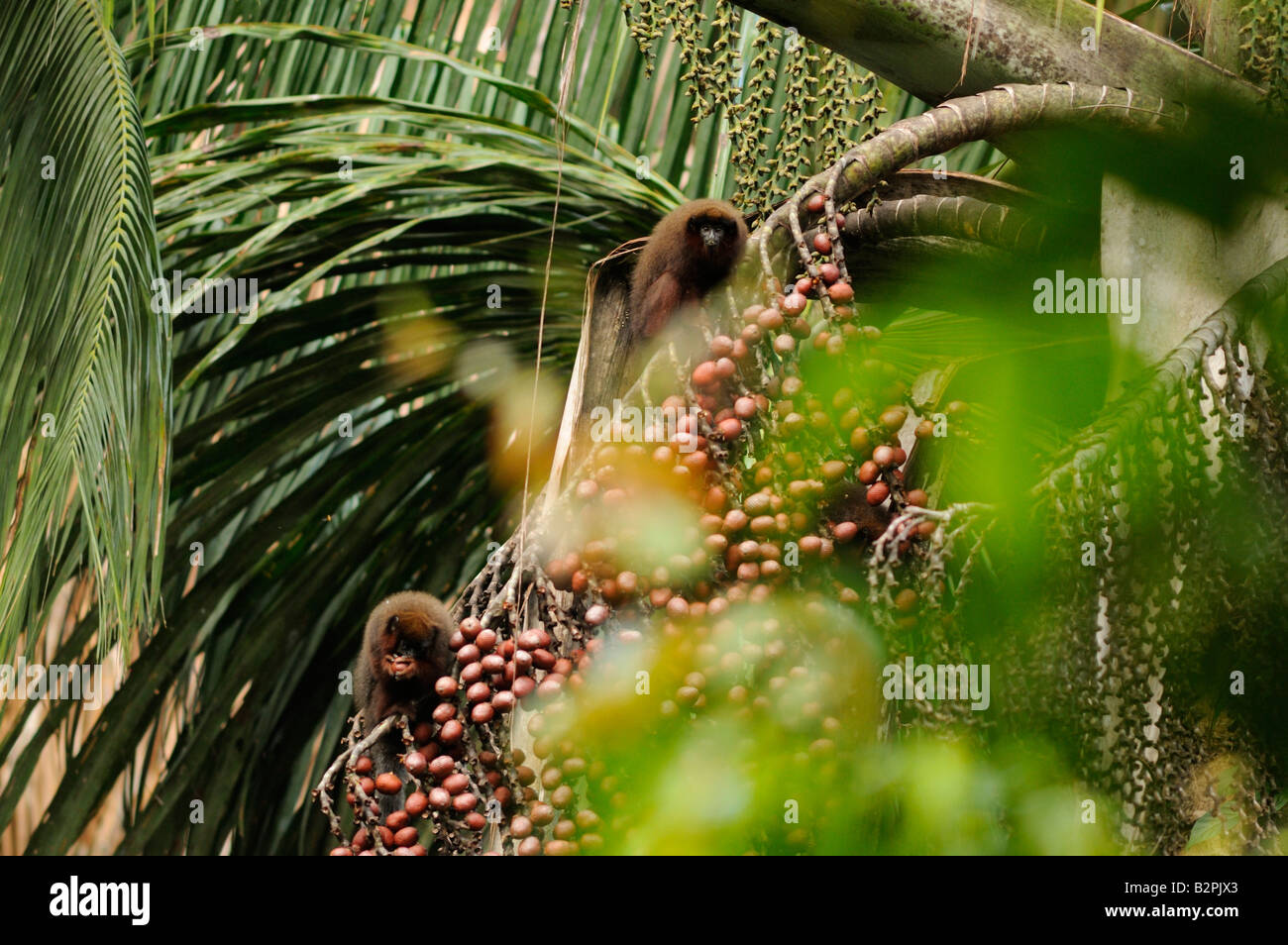 Dusky titi monkey Callicebus (or Plecturocebus) cupreus (previously C ...