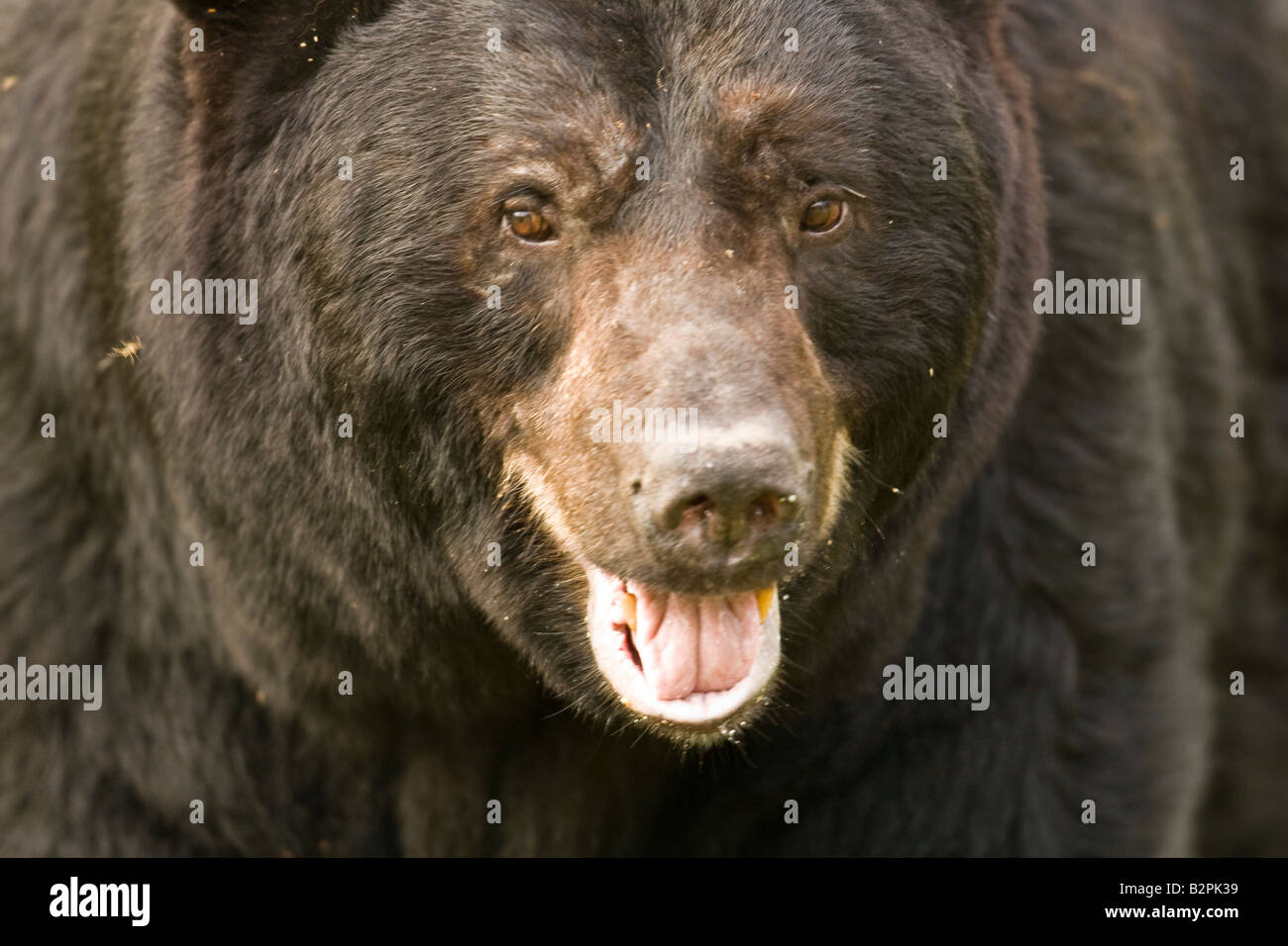 Black Bear (Ursus Americanus Stock Photo - Alamy