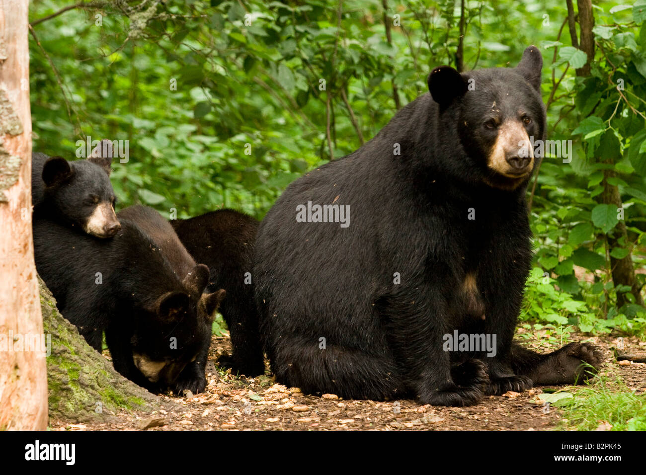 Black Bear (Ursus Americanus) sow with cubs Stock Photo - Alamy