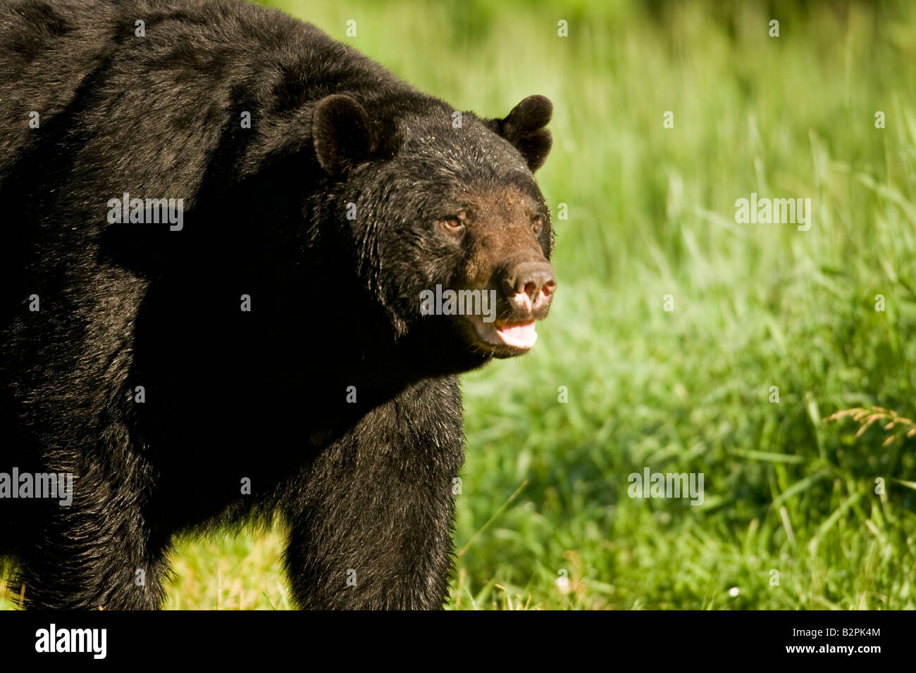 Black Bear (Ursus Americanus Stock Photo - Alamy