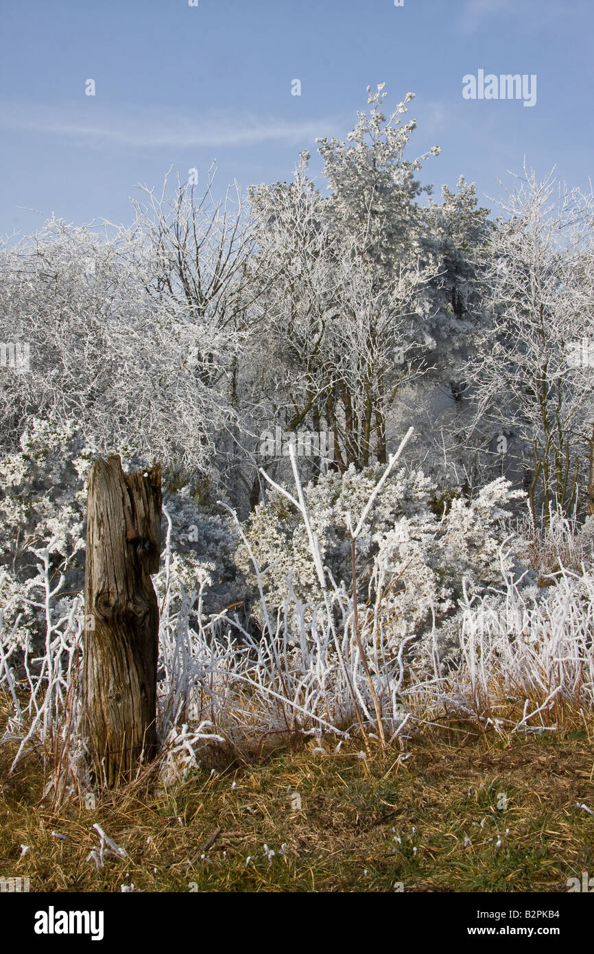 Heavy frost on roadside grasses and post Stock Photo - Alamy