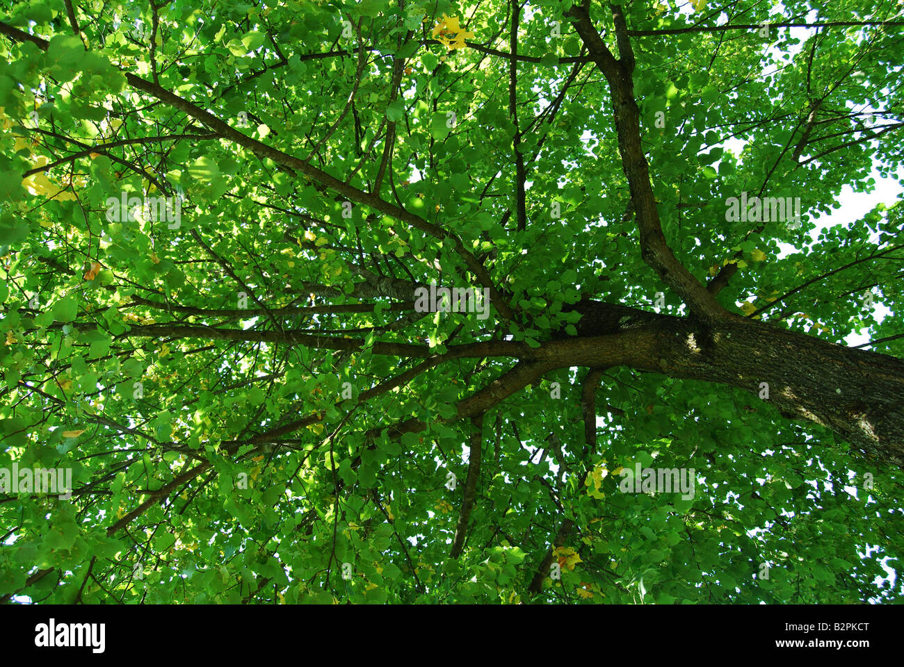 Tree photograph with branches and leaves Stock Photo - Alamy
