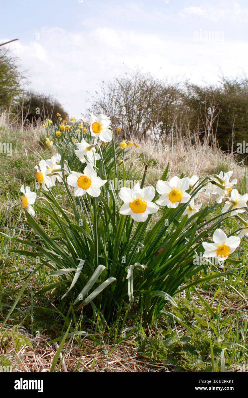 Spring Daffodils growing in a UK field Stock Photo - Alamy