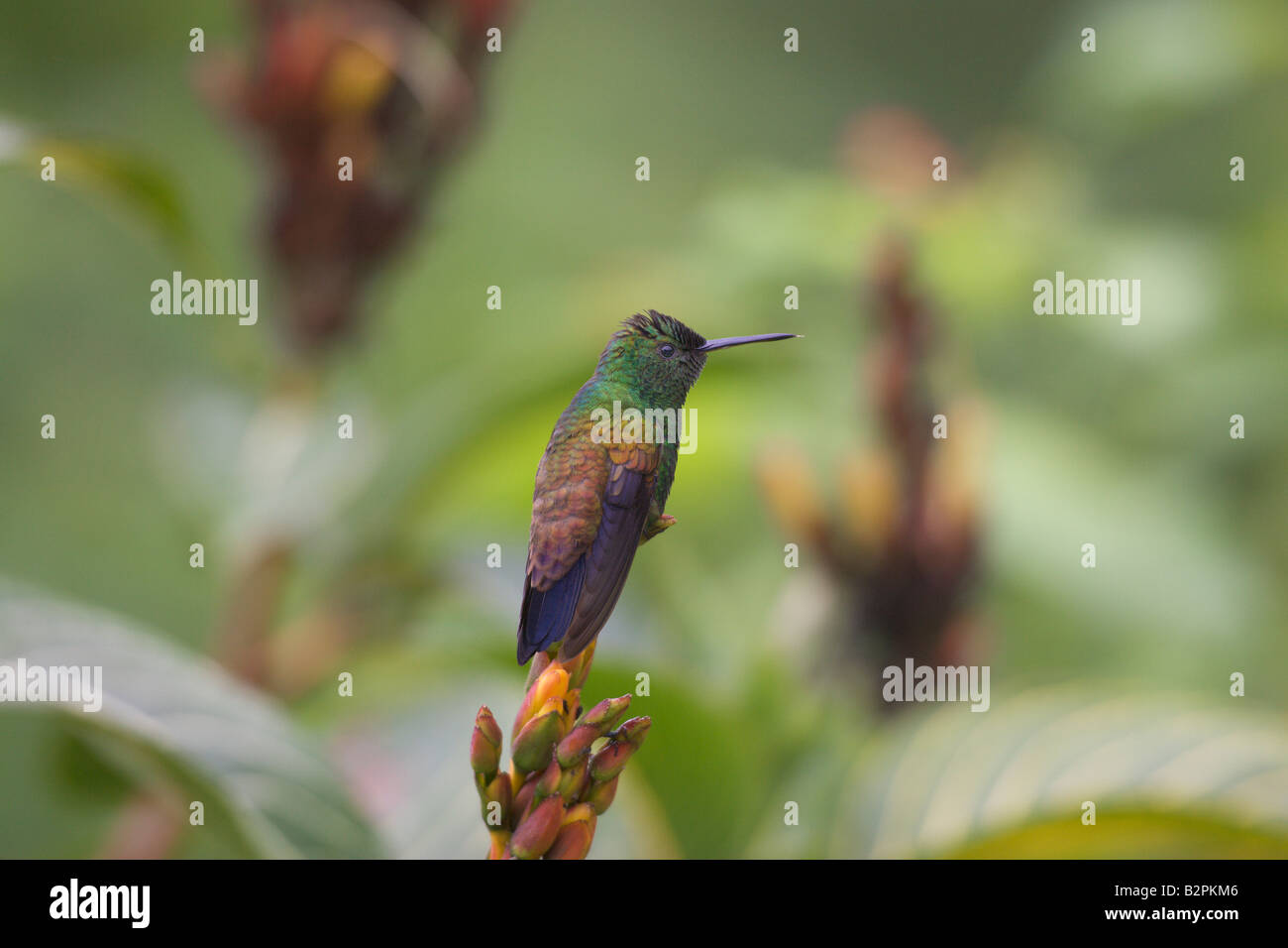 Copper rumped Hummingbird Amazilia tobaci Stock Photo - Alamy