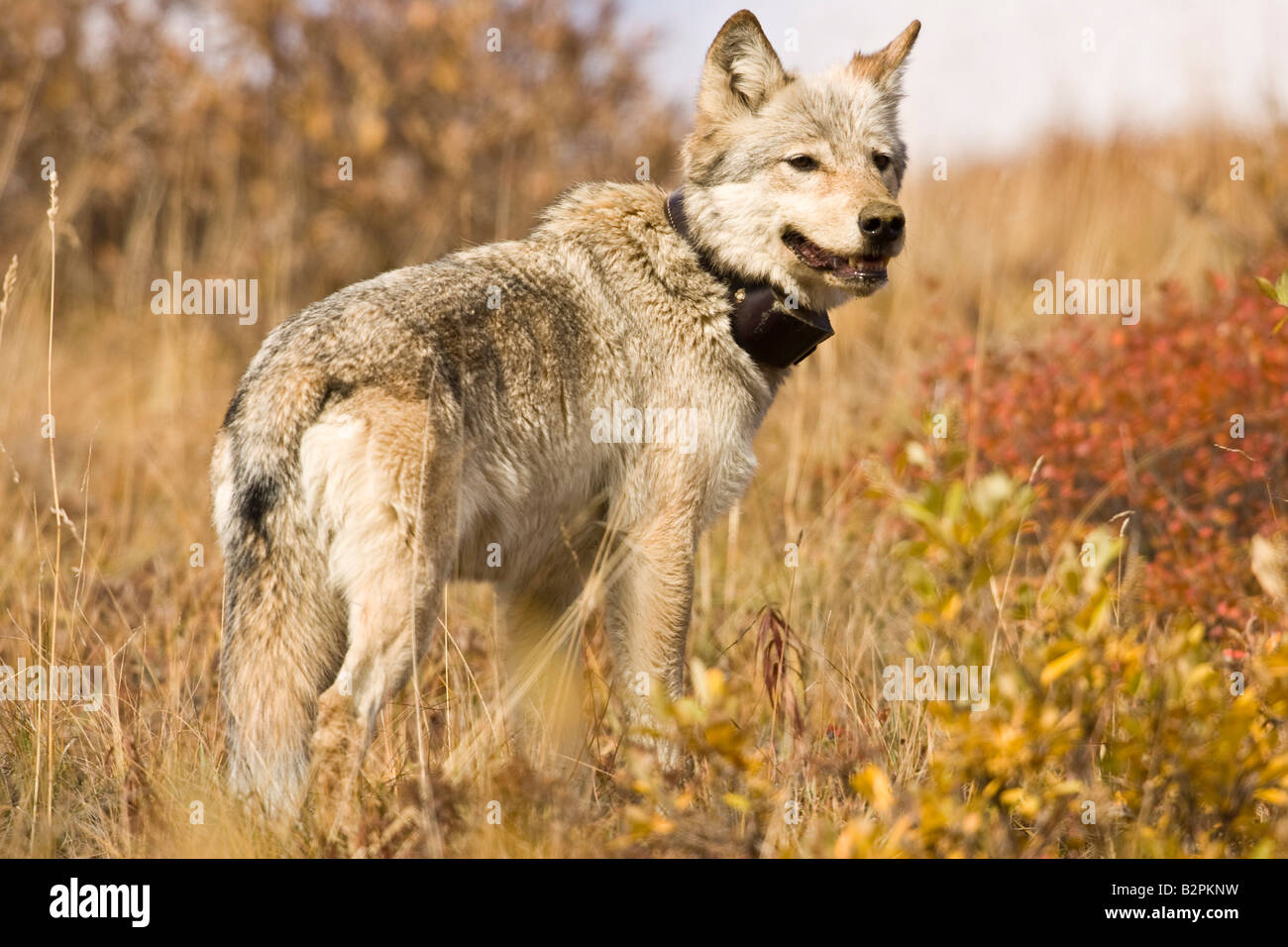 Gray Wolf (Canis lupus) with radio collar in Denali NP Stock Photo - Alamy