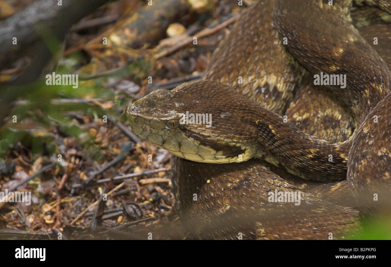 Fer de lance hi-res stock photography and images - Alamy