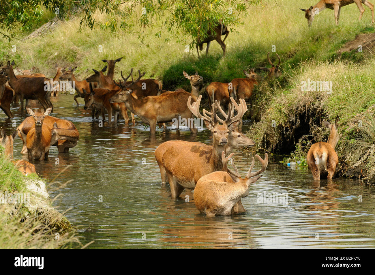 Deer drinking water in stream hi-res stock photography and images - Alamy