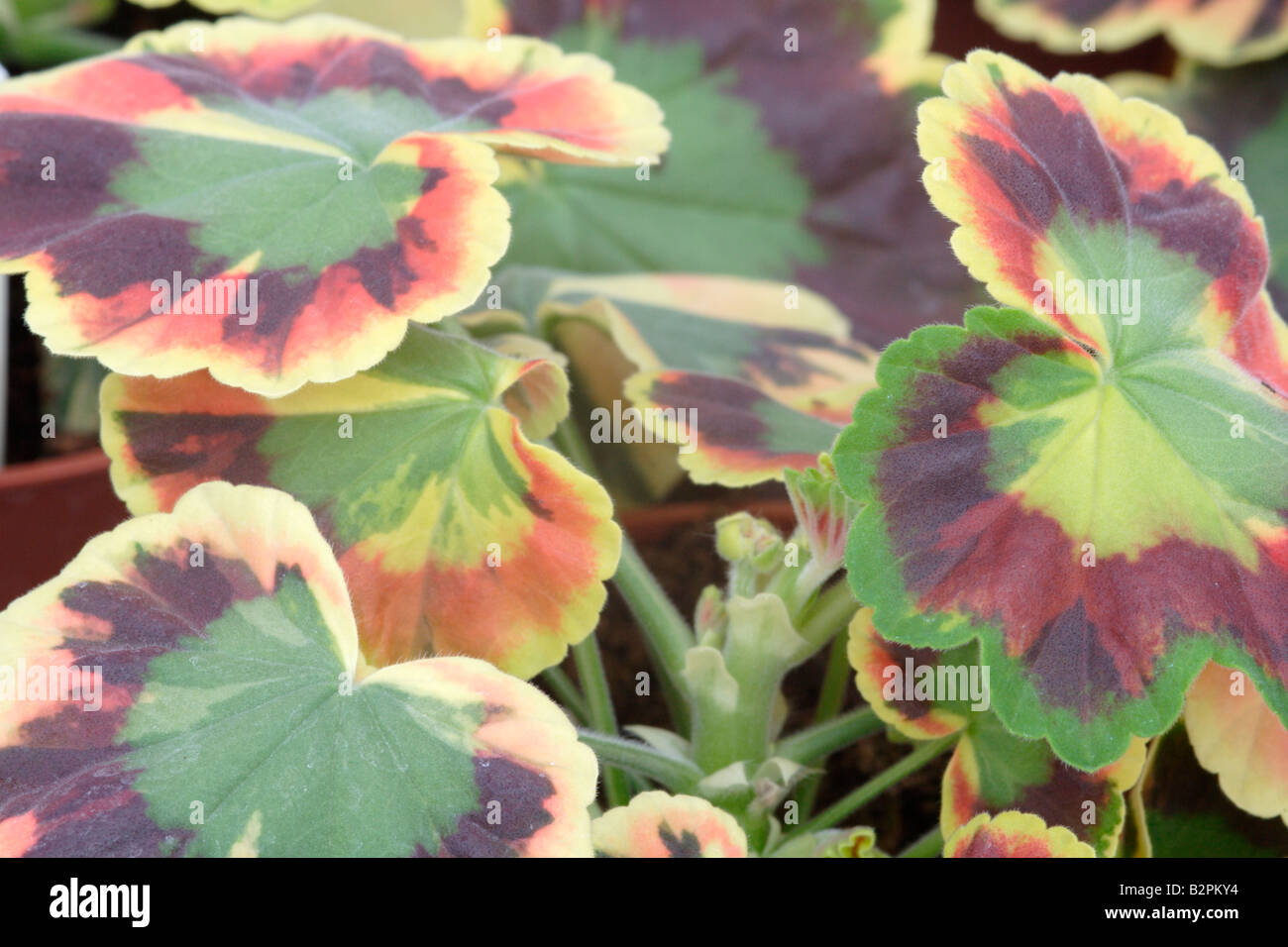 Variegated leaf geranium hi-res stock photography and images - Alamy