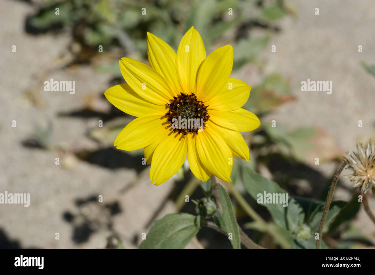 common Sunflower 040314 0626 Stock Photo - Alamy