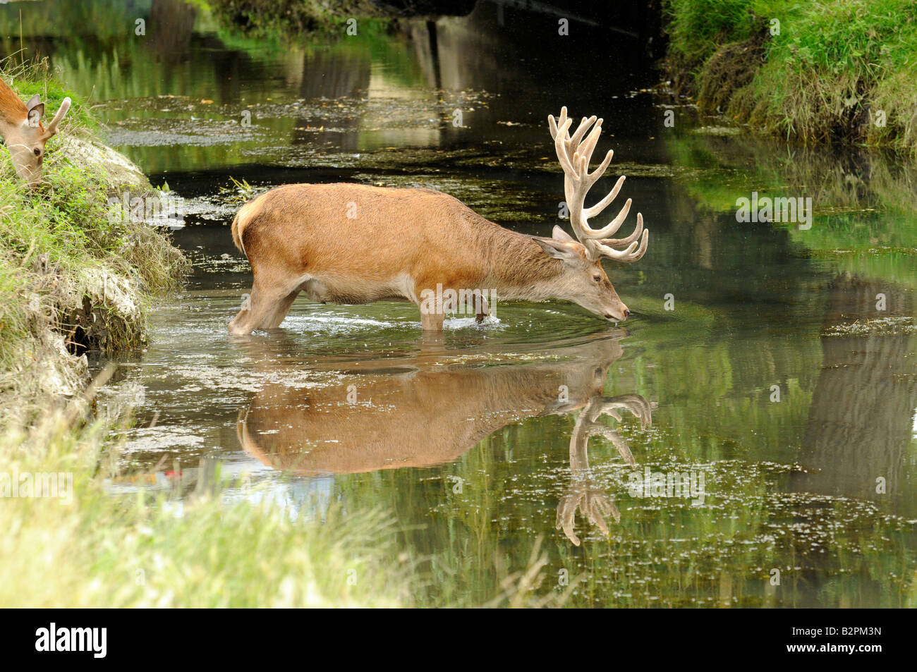 Deer drinking water in stream hi-res stock photography and images - Alamy