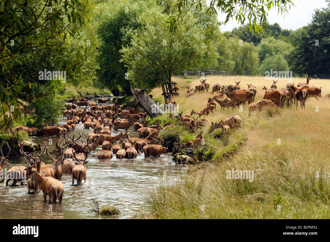 Deer drinking water in stream hi-res stock photography and images - Alamy