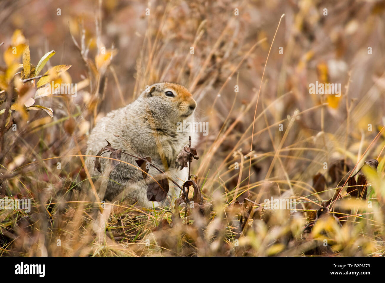 Arctic ground squirrels hi-res stock photography and images - Alamy