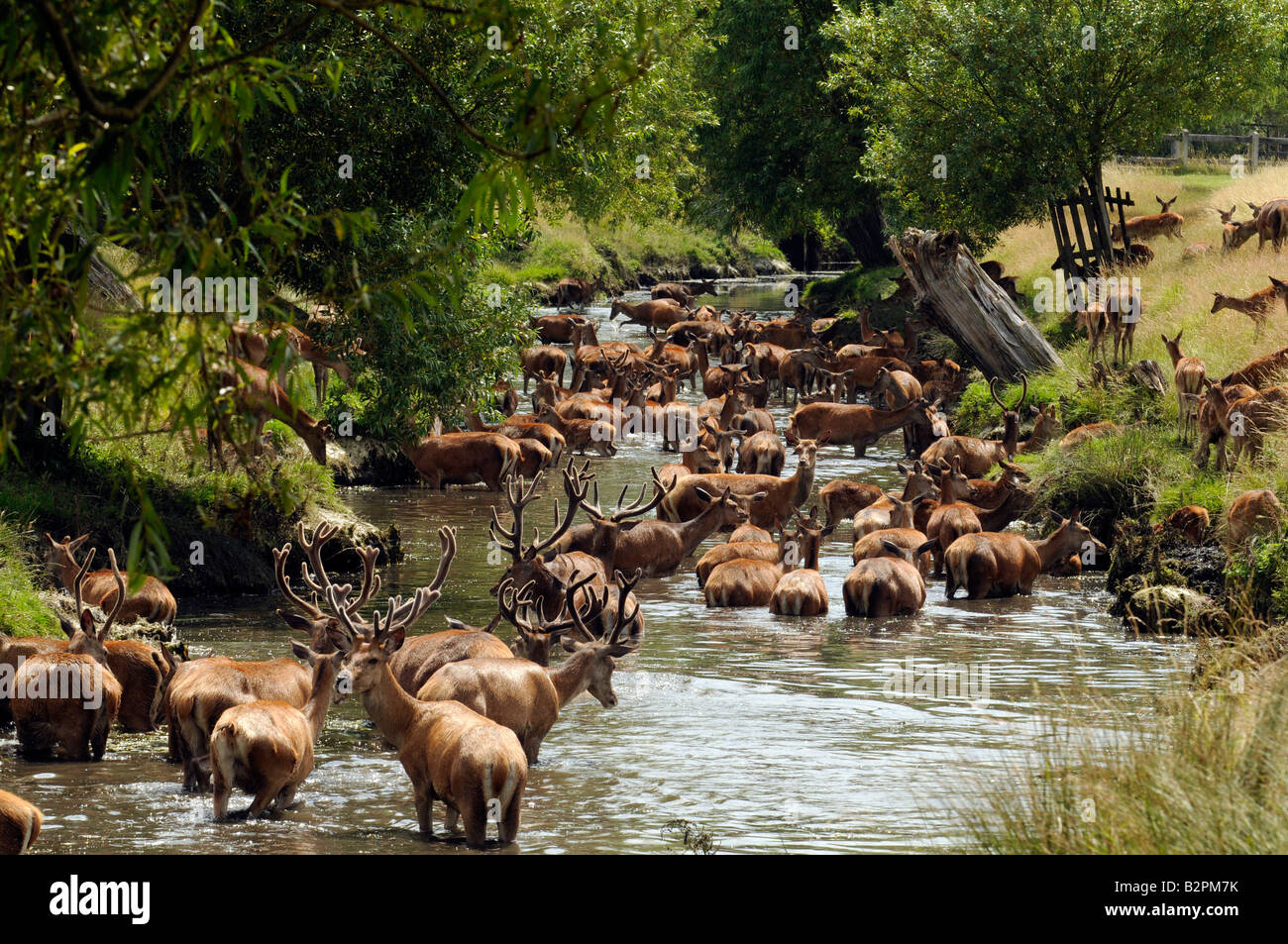Deer drinking water in stream hi-res stock photography and images - Alamy