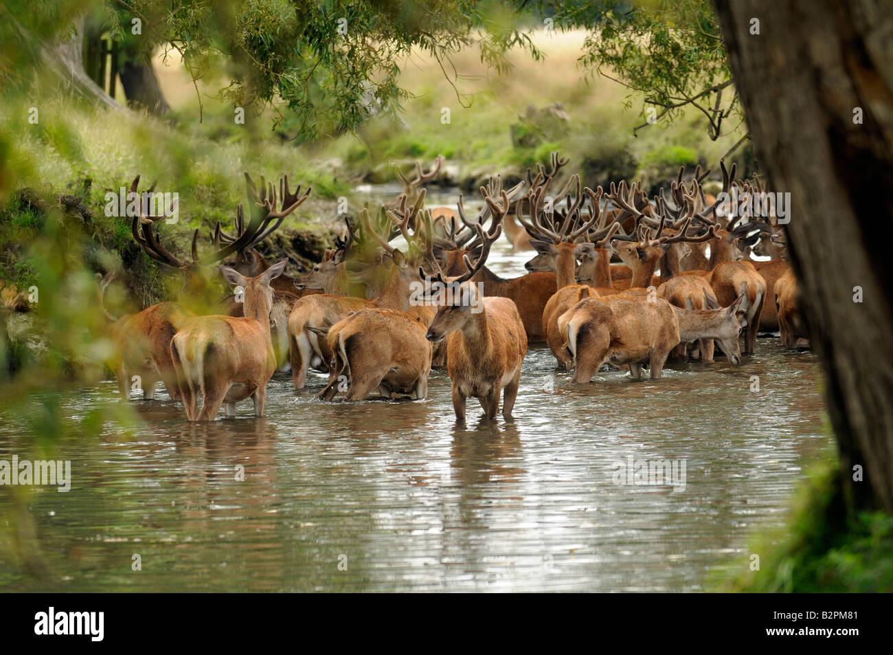Deer drinking stream hi-res stock photography and images - Alamy
