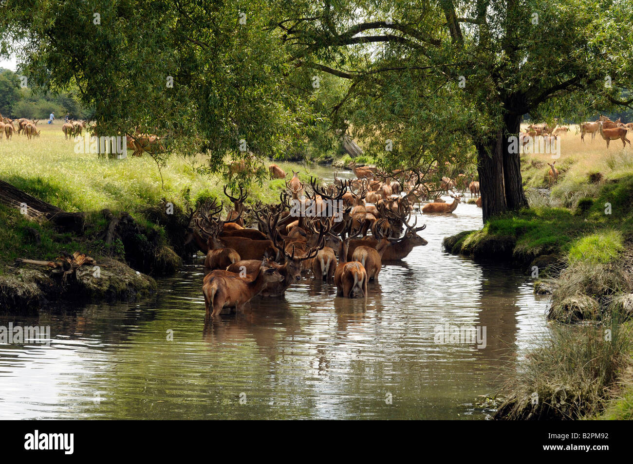 Deer drinking water in stream hi-res stock photography and images - Alamy