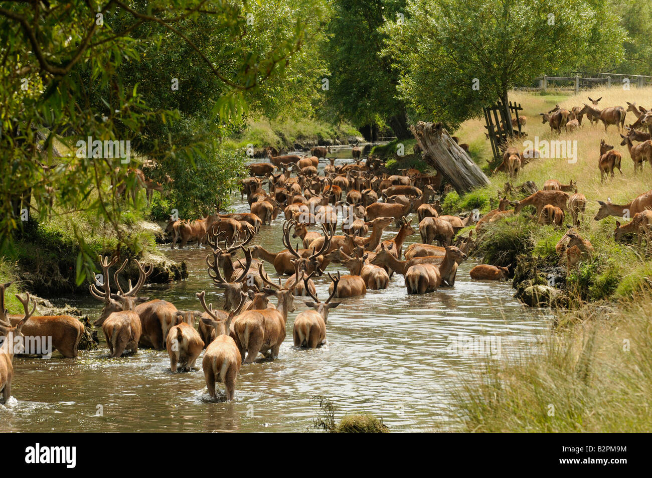 Deer drinking water in stream hi-res stock photography and images - Alamy
