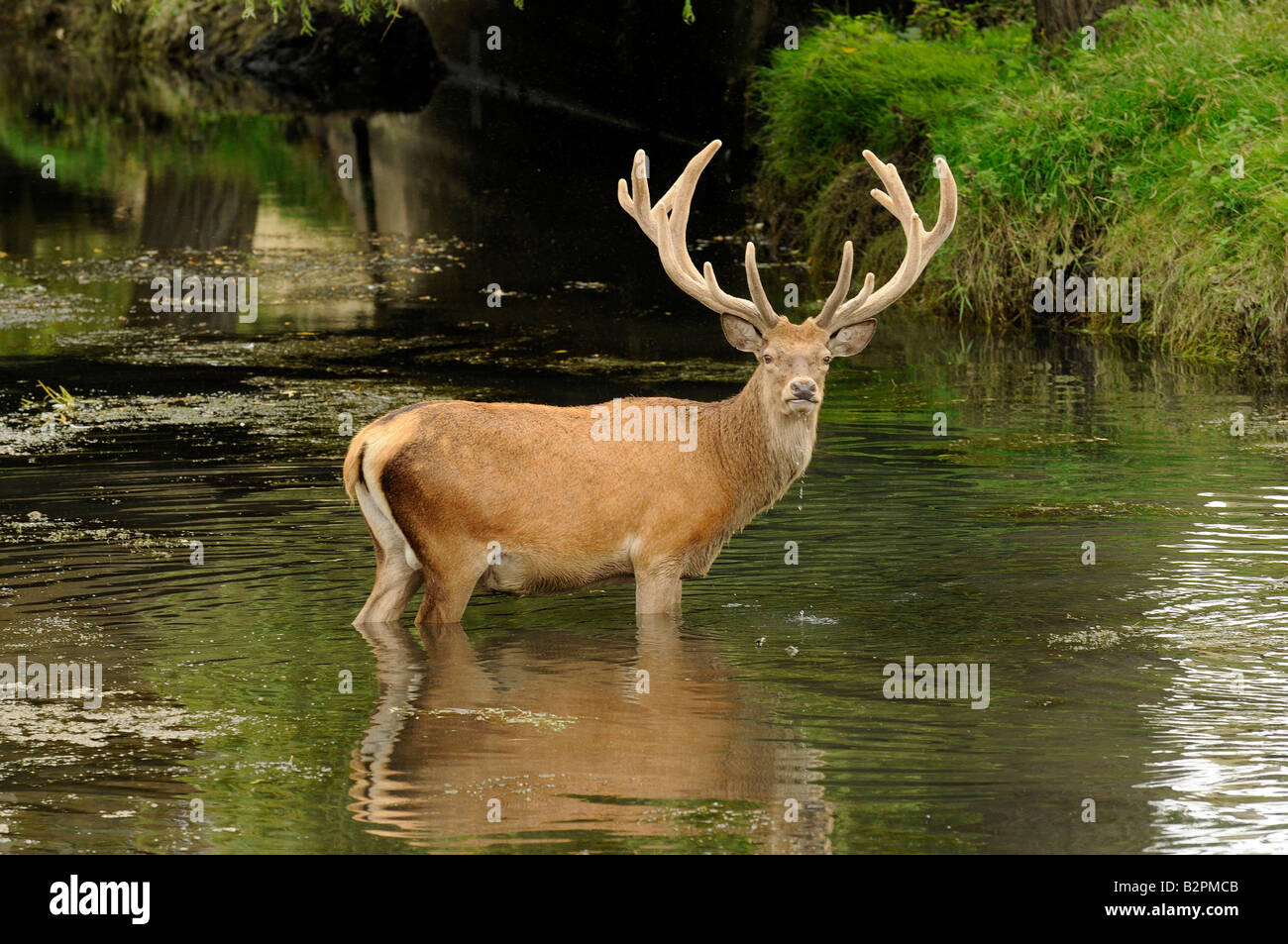 Deer drinking water in stream hi-res stock photography and images - Alamy