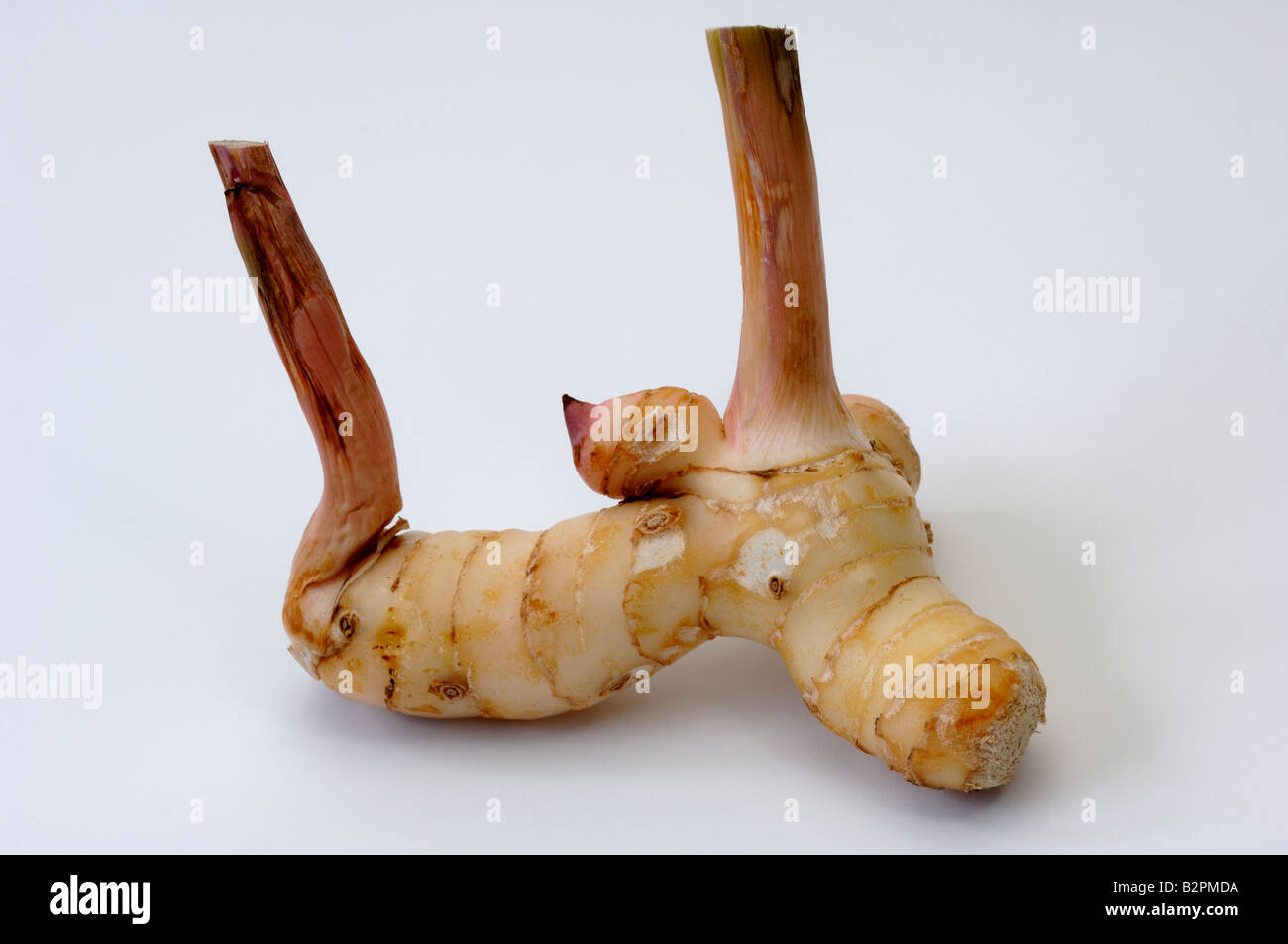 Lesser Galangal, Chinese Ginger (Alpinia officinarum), rhizome, studio ...