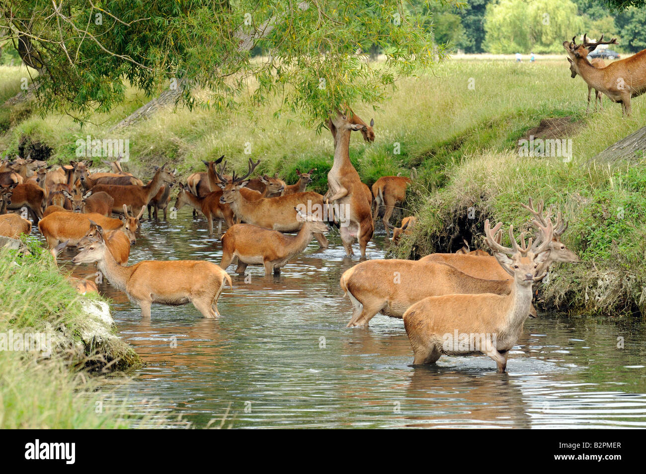 Deer drinking water in stream hi-res stock photography and images - Alamy