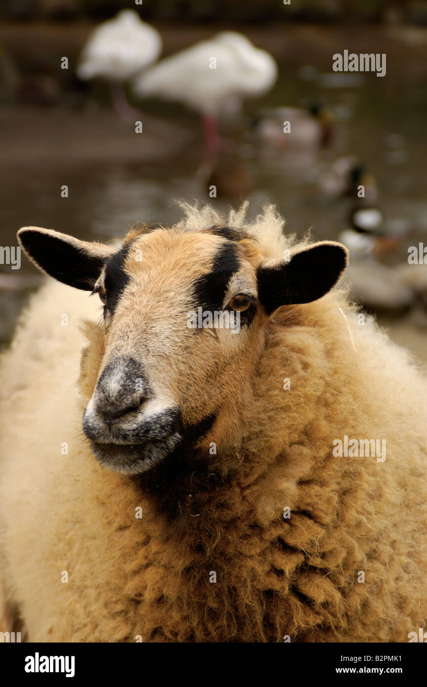 A portrait of the domestic sheep female ewe Shot in California USA ...