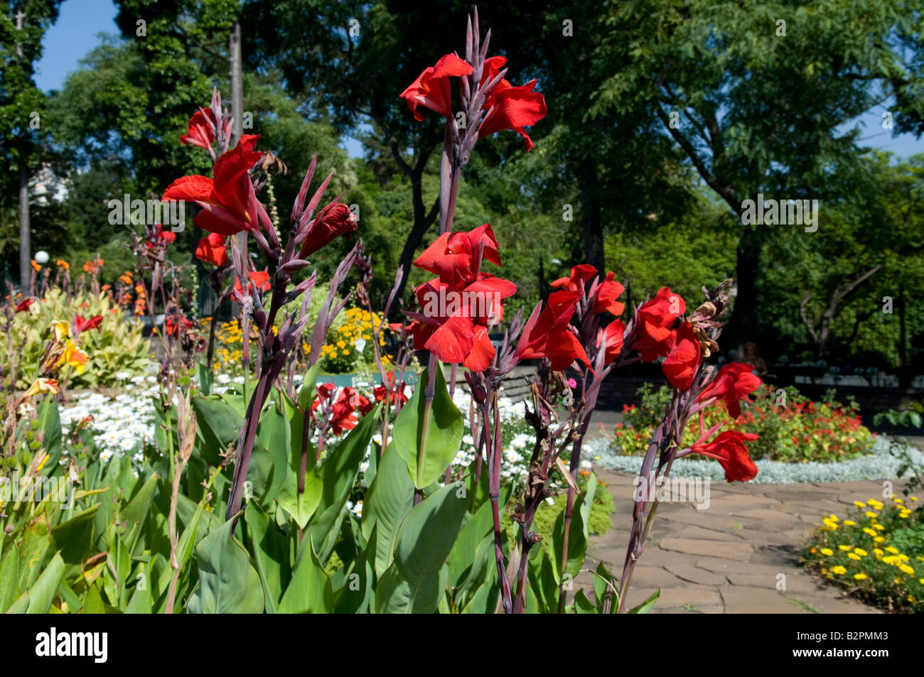 Cannaceae hi-res stock photography and images - Alamy