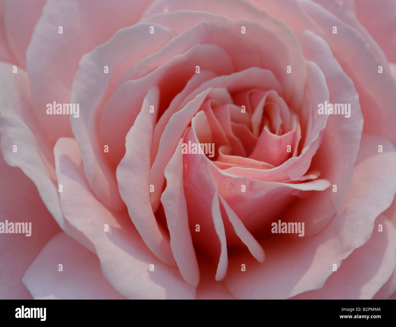 Close up of pink rose Stock Photo - Alamy