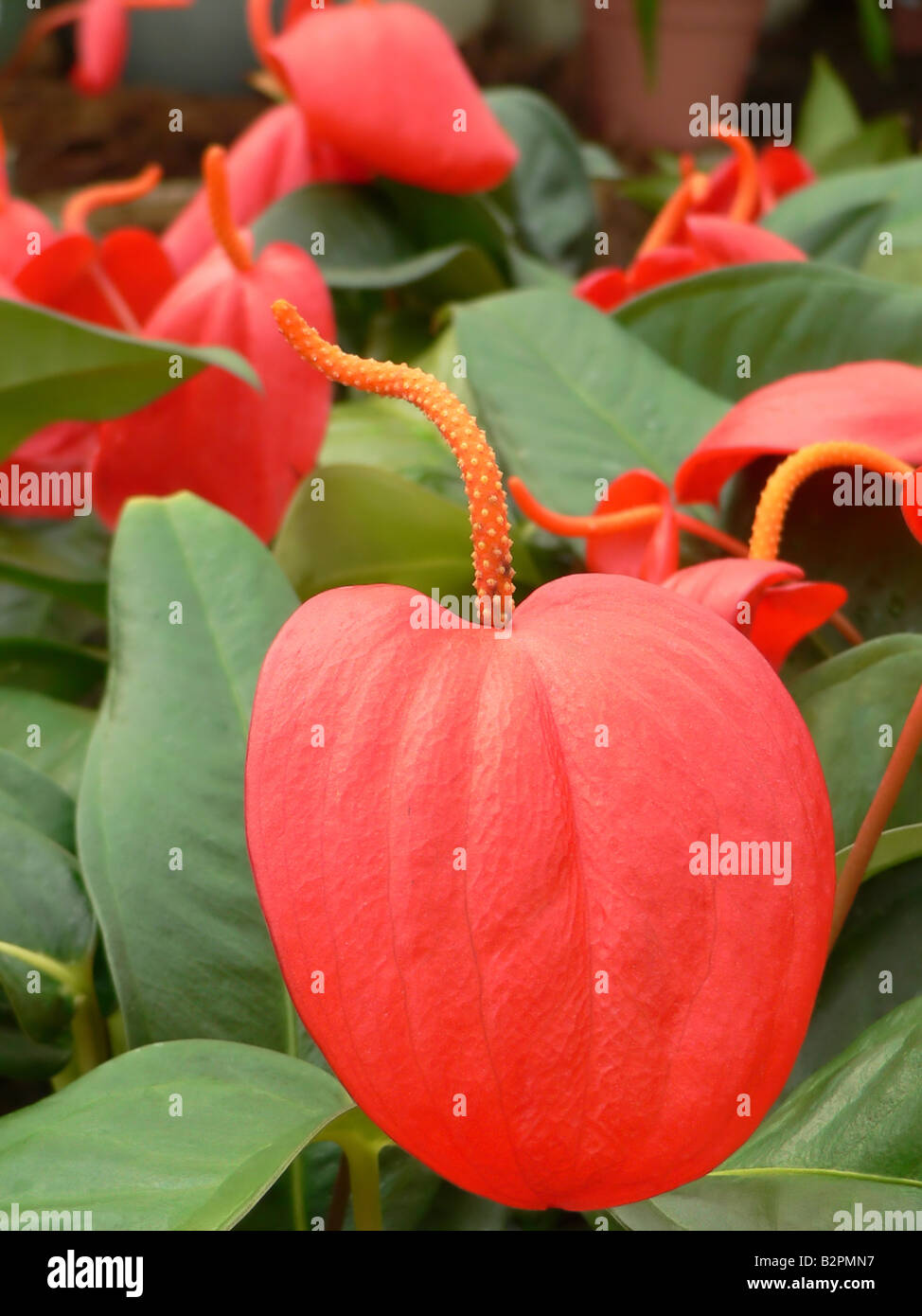 Red exotic blooming flower close-up Stock Photo - Alamy