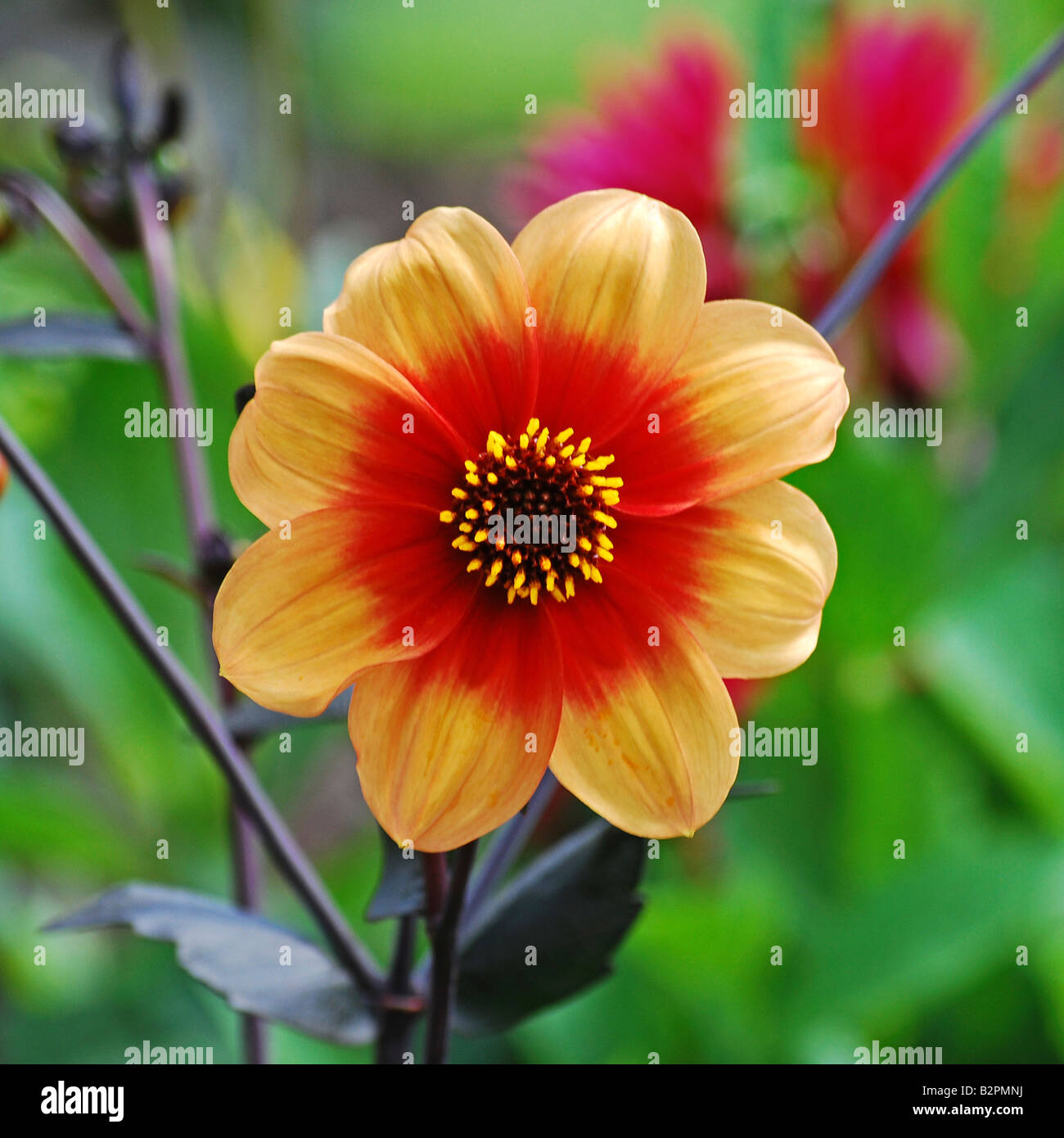 Dahlia Moonfire High Resolution Stock Photography and Images - Alamy