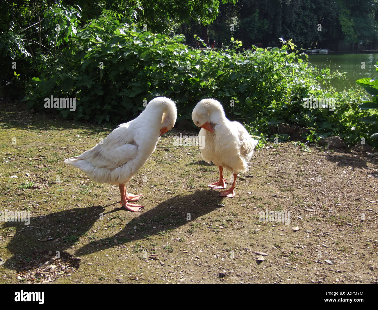 Two geese only hi-res stock photography and images - Alamy