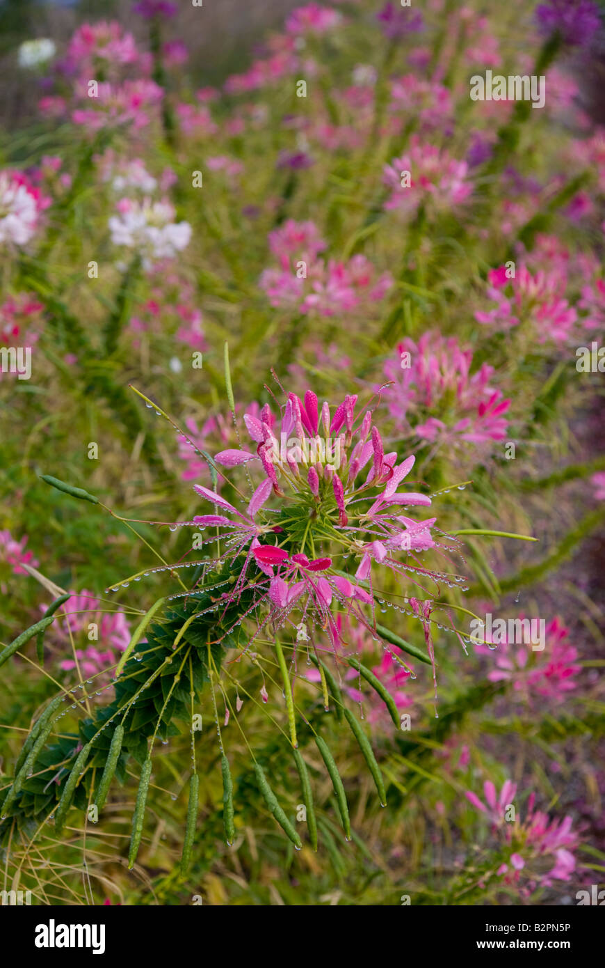 France Europe Bordeaux Garden Flowers Stock Photo - Alamy
