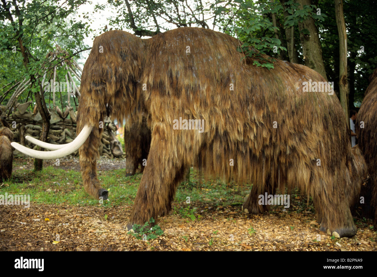 Life-seized model of an extinct Woolly Mammoth (Mammuthus primigenius ...