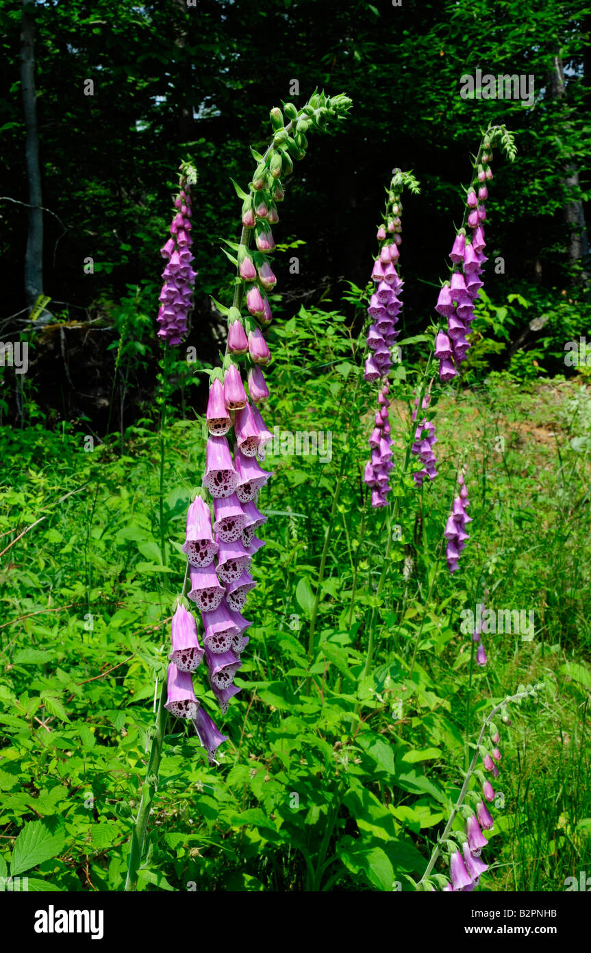 Poisonous Foxglove growing wild Magnoliophytanature Plantaginaceae ...