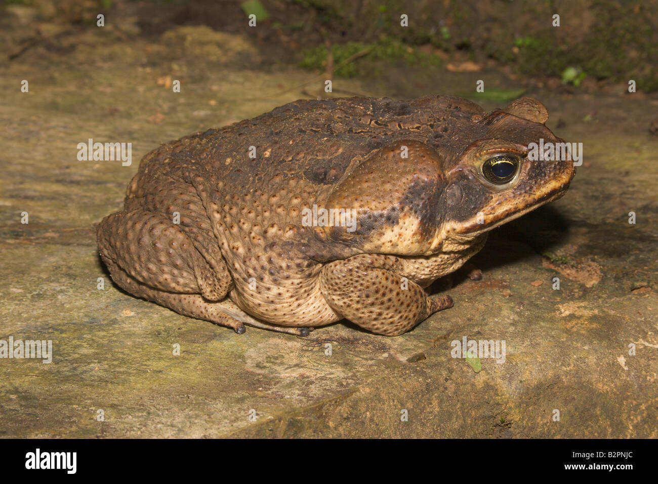 Cane Toad Bufo marinus Stock Photo - Alamy