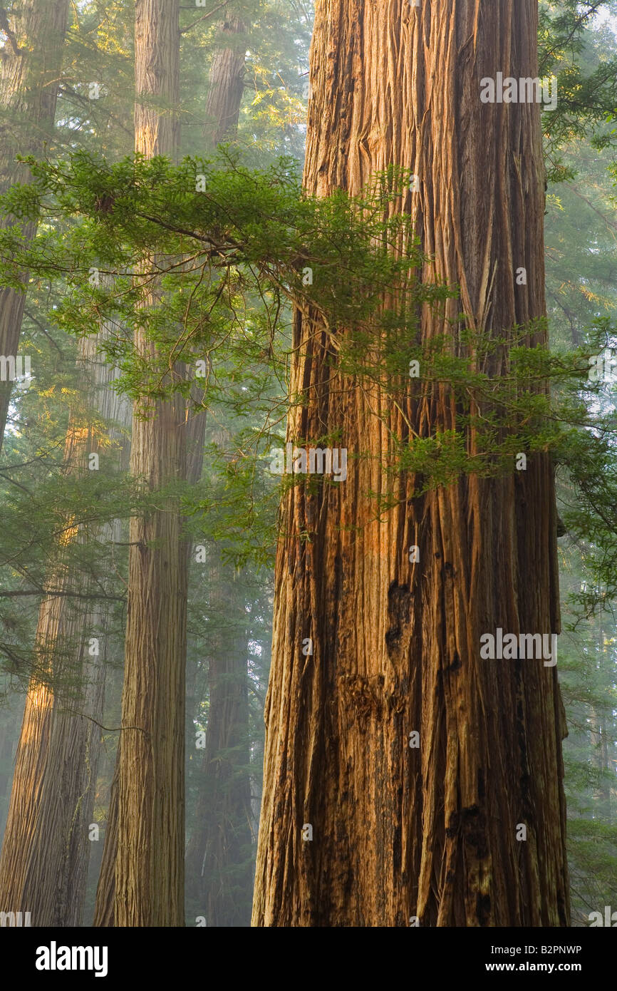 Redwood Trees National Geographic