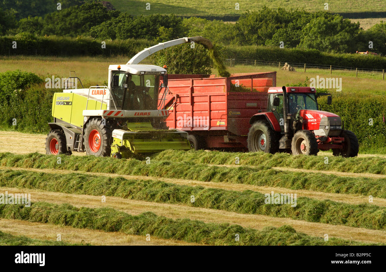Collecting Silage For Winter Feed Stock Photo - Alamy