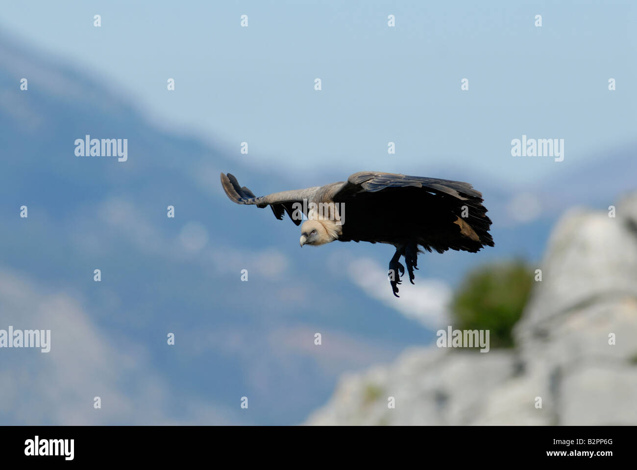 Adult Griffon Vulture flying with legs down Stock Photo - Alamy