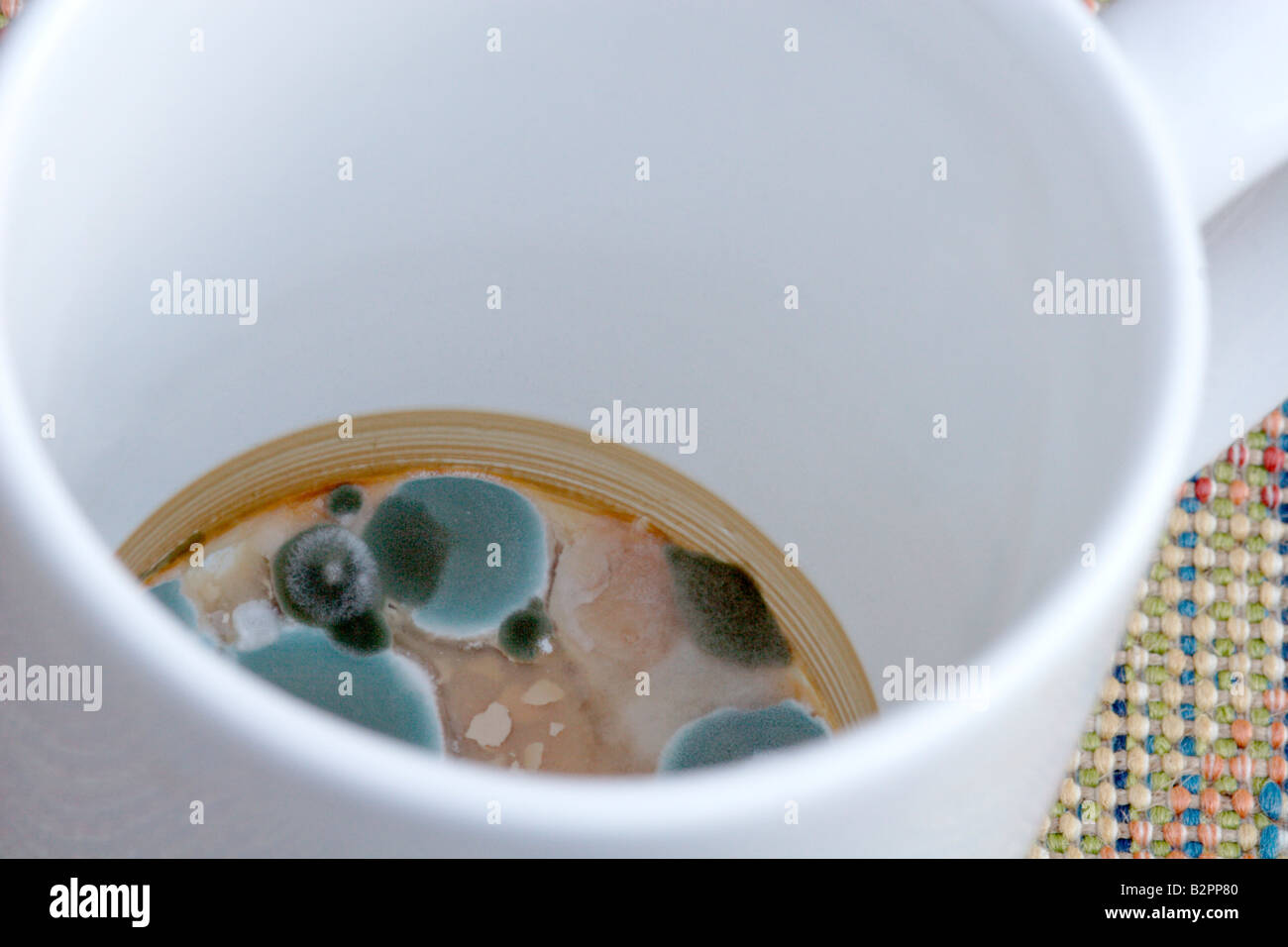 Mold growing on a cup of tea that was left for weeks Stock Photo - Alamy
