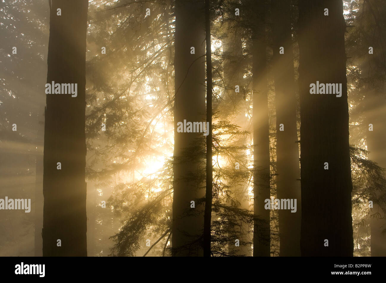 Redwood, forest, Redwood National Park, crescupular rays, god rays ...