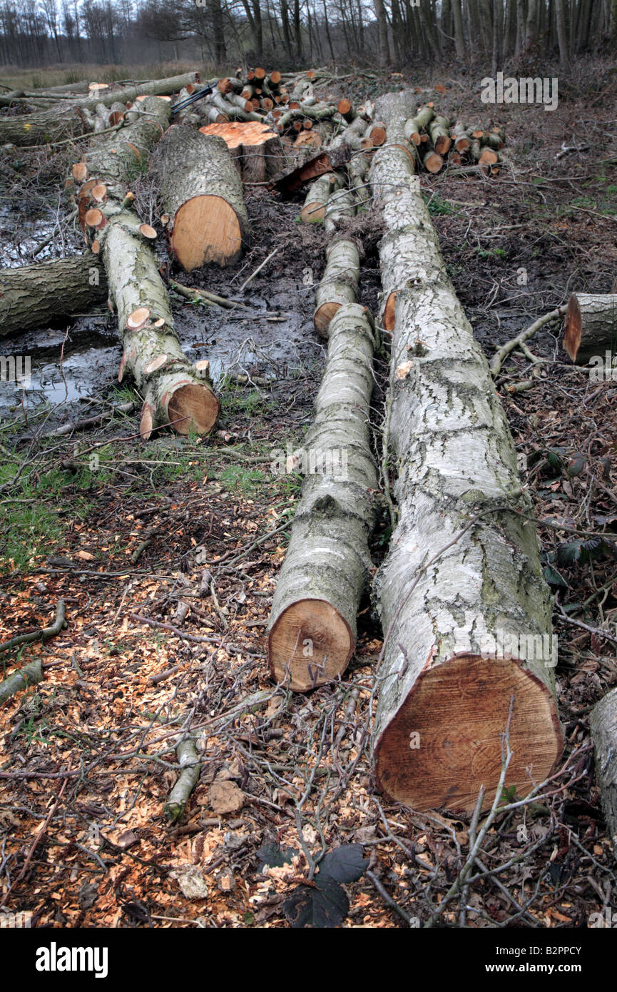 Forestry commission felling timber hi-res stock photography and images ...