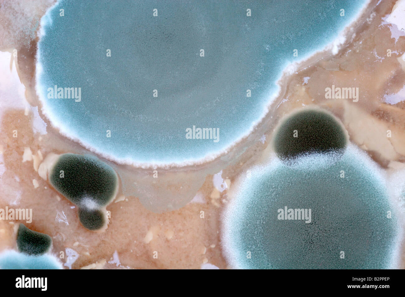 Tea growing process hi-res stock photography and images - Alamy