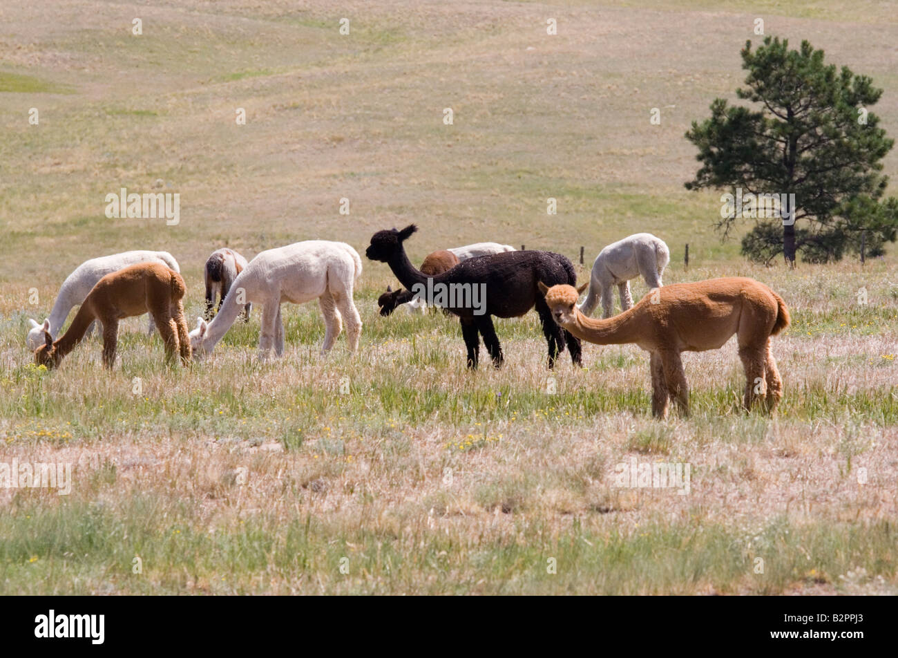 Herd of Alpaca in Colorado including adults and young calves Stock ...